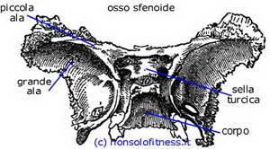 Osso sfenoide, osso etmoide