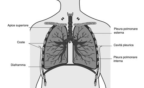 Anatomia funzionale dell'apparato respiratorio